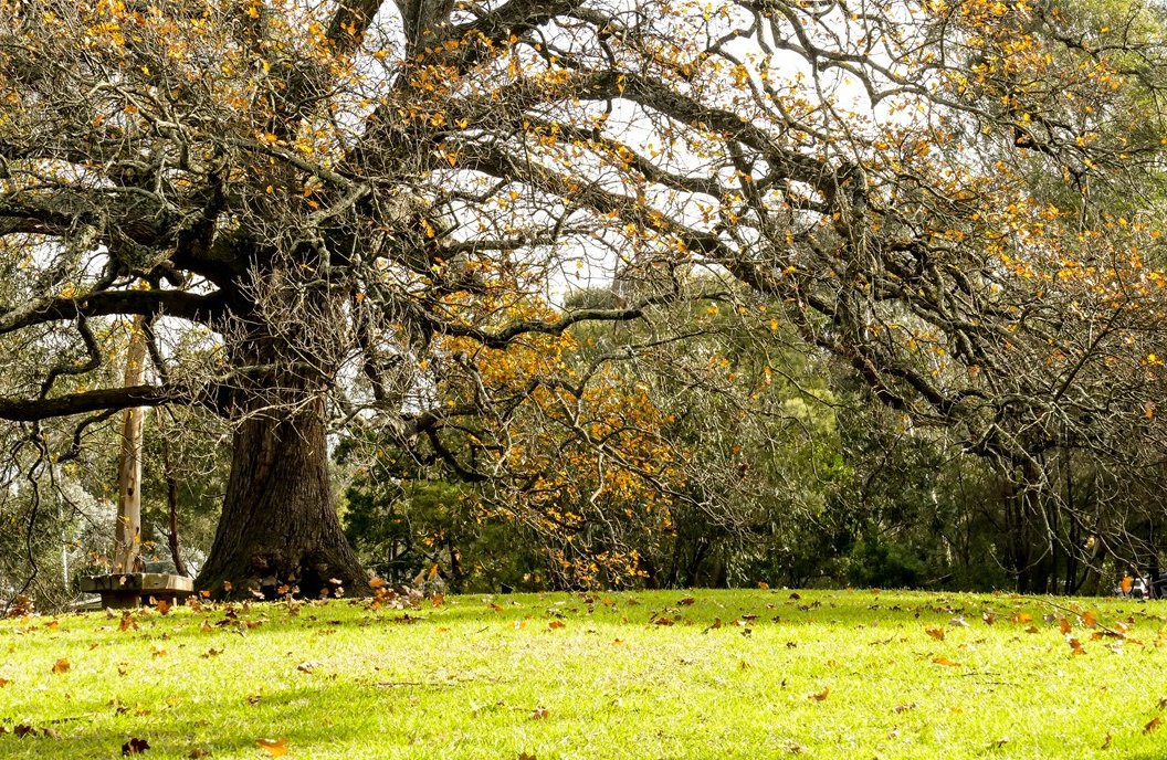 10. The Ole Oak Tree | Blackburn Creeklands